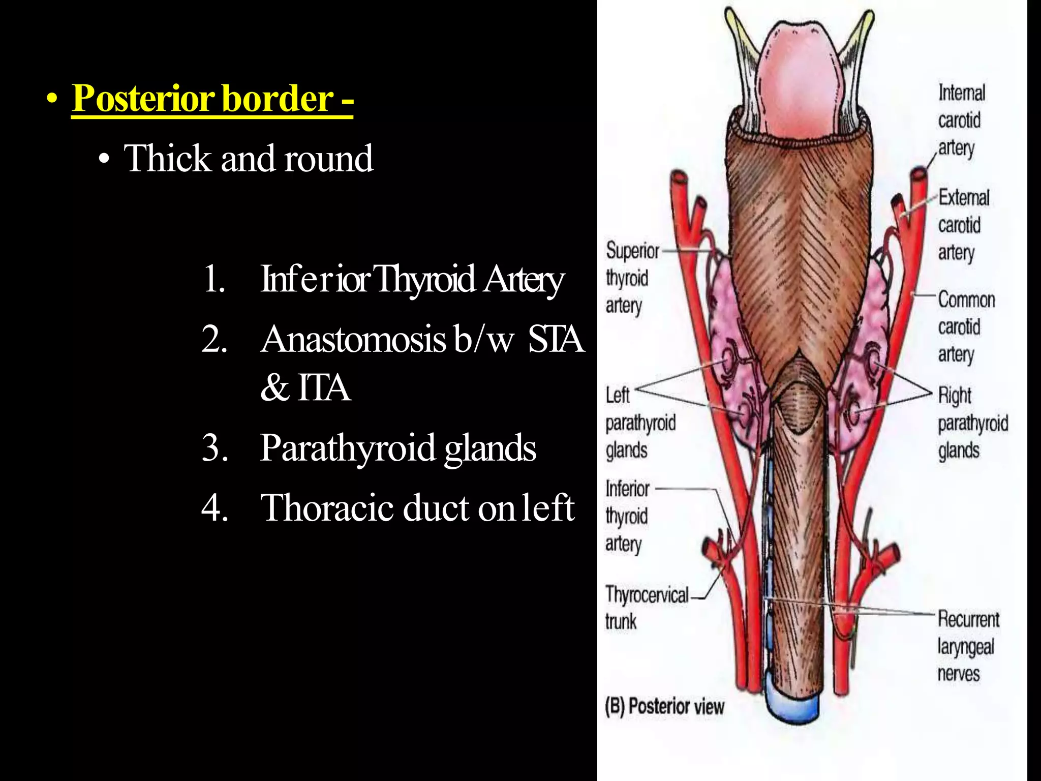Anatomy & physiology of thyroid gland | PPTX