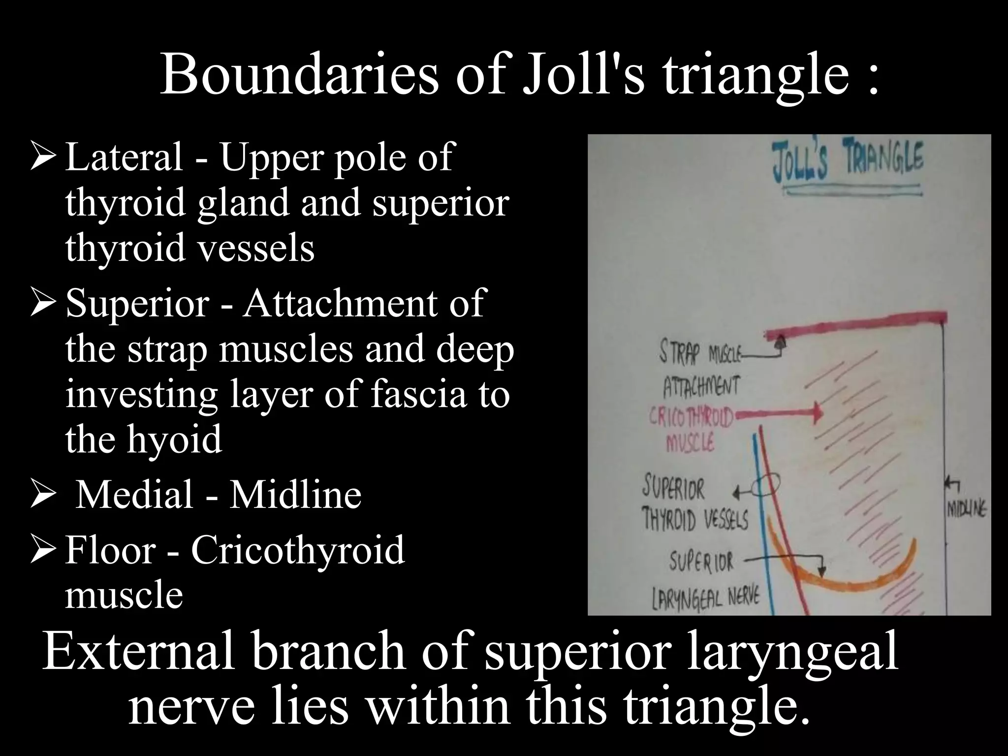 Anatomy & physiology of thyroid gland | PPTX