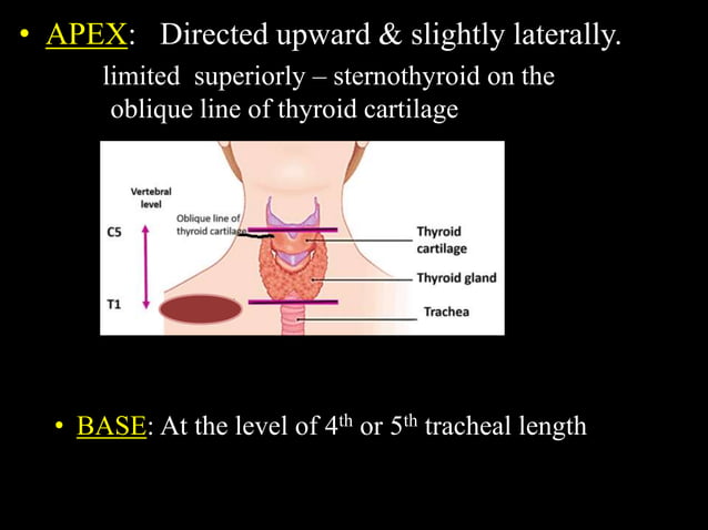 Anatomy & physiology of thyroid gland | PPTX