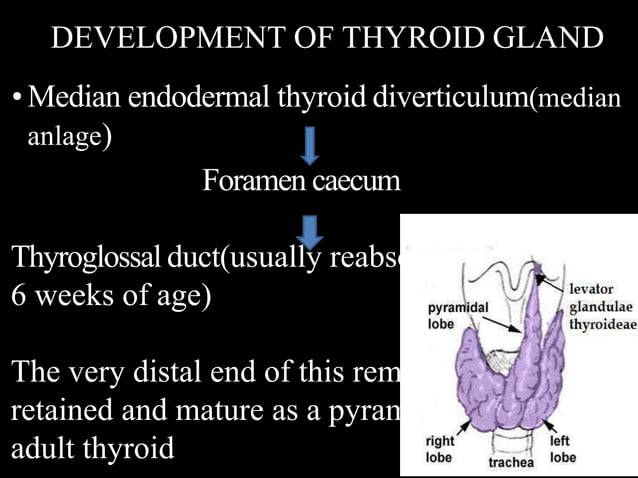 Anatomy & physiology of thyroid gland | PPTX