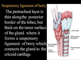 Anatomy & physiology of thyroid gland | PPT