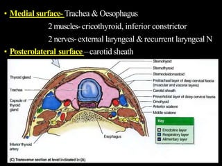 Thyroid Anatomy Cross Section