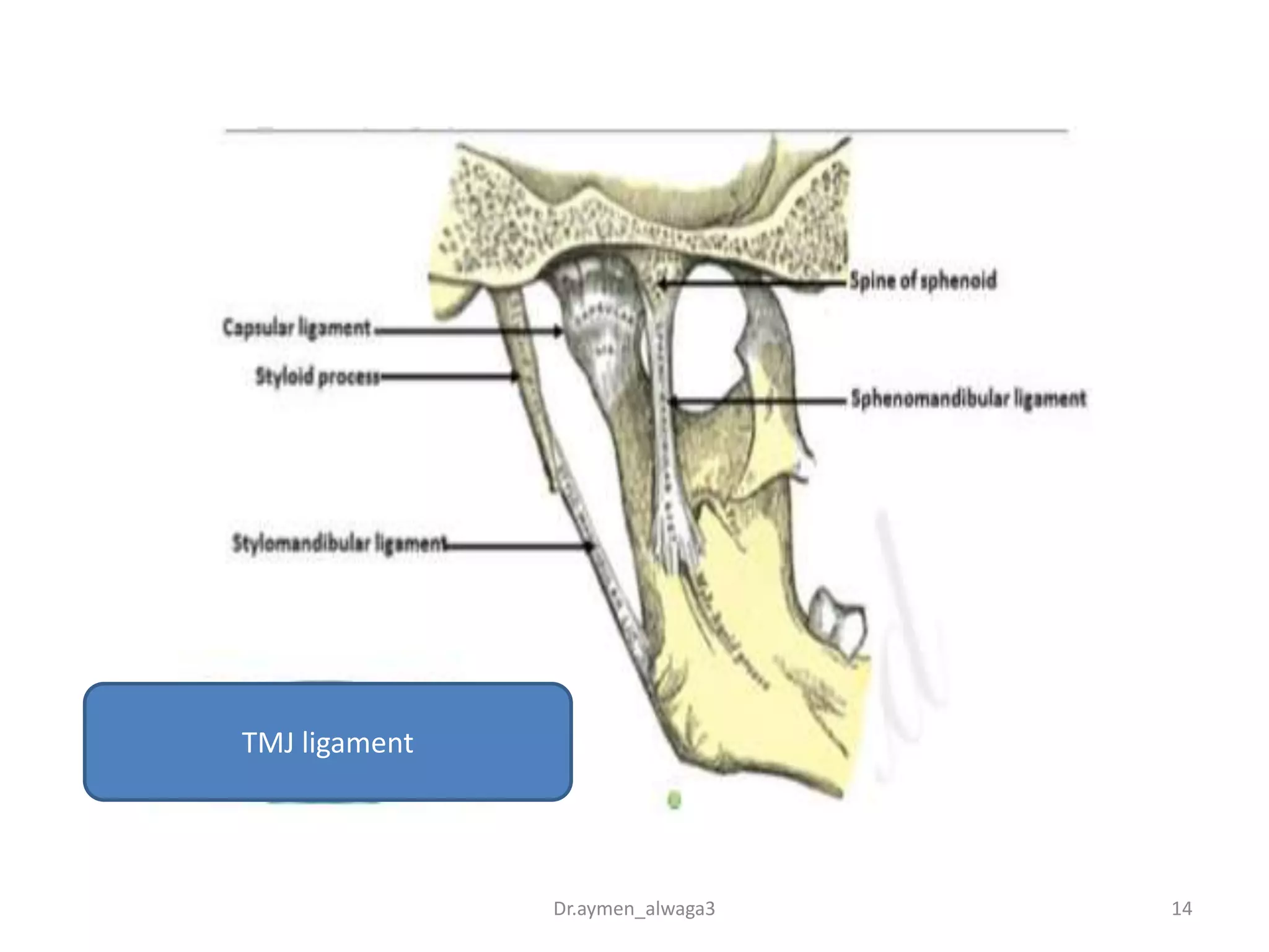 Anatomy & physiology of tmj | PPTX