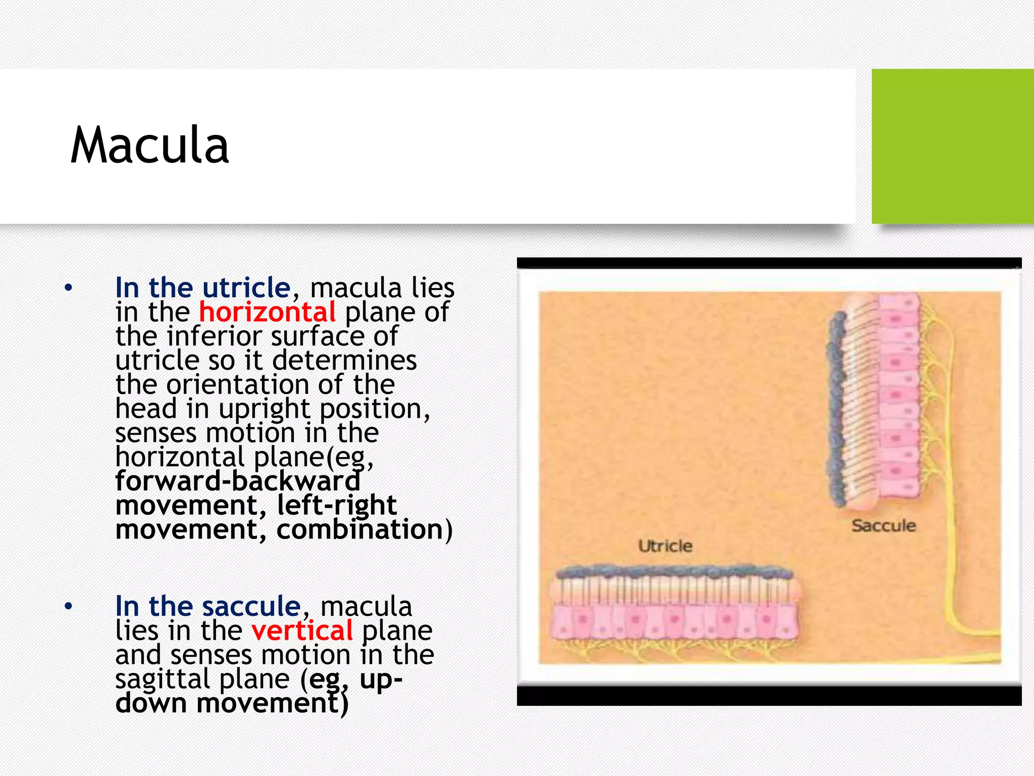Anatomy & Physiology of Vestibular System | PPTX