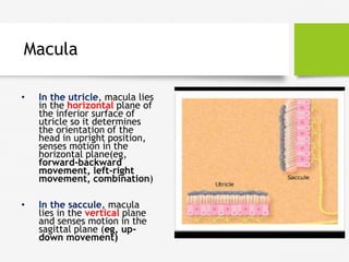 Anatomy & Physiology of Vestibular System | PPTX