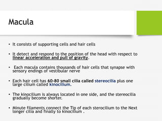 Anatomy & Physiology of Vestibular System | PPTX