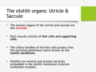 Utricle And Saccule Movement