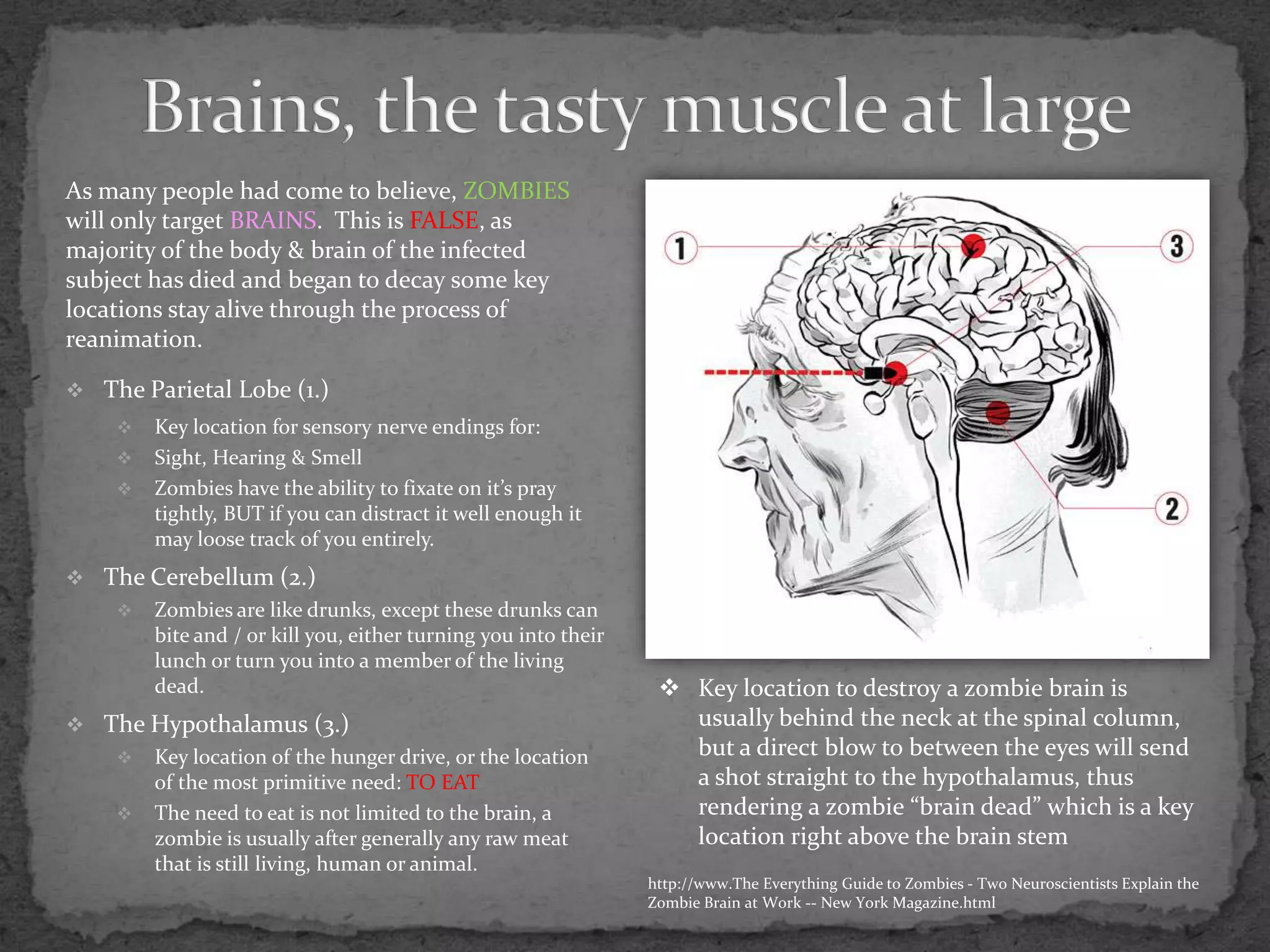 Anntomy & Physiology of Zombies | PPTX