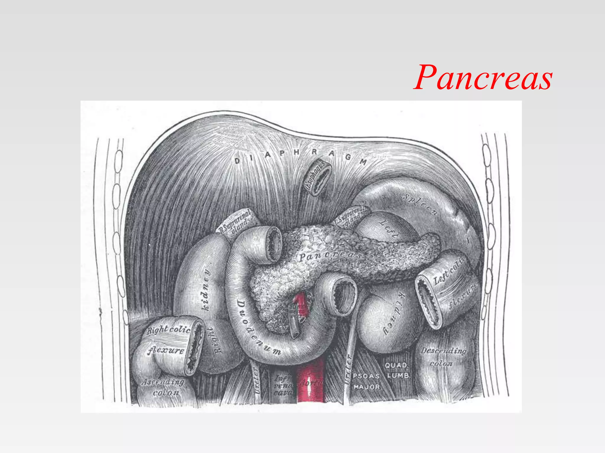 Anatomy physiology pancreas.pptx
