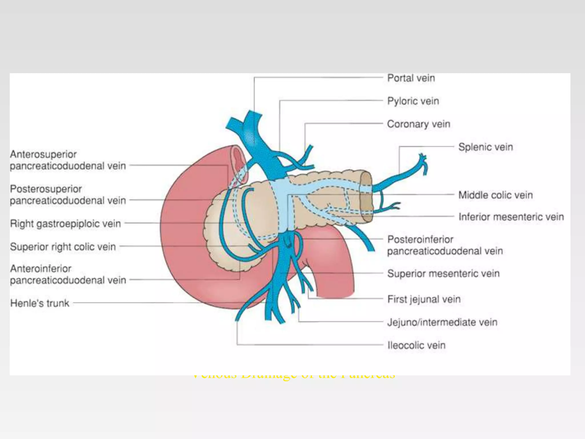 Anatomy physiology pancreas.pptx