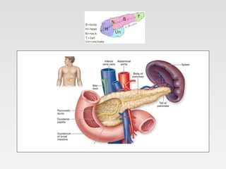Anatomy physiology pancreas.pptx