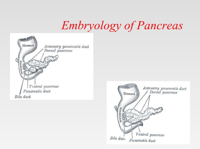 Anatomy physiology pancreas.pptx