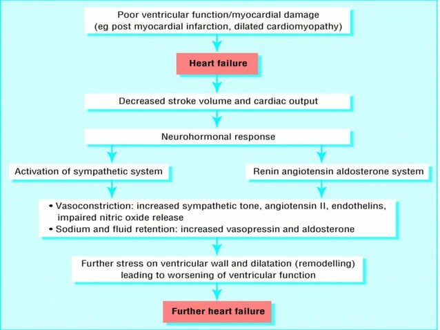 Anatomy, physiology & patophysiology of the cardiovascular | PPT