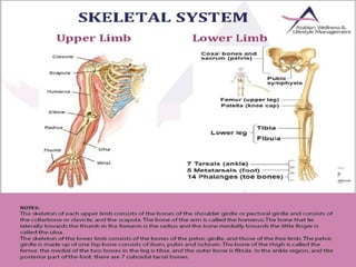 Anatomy & physiology pp t | PPT