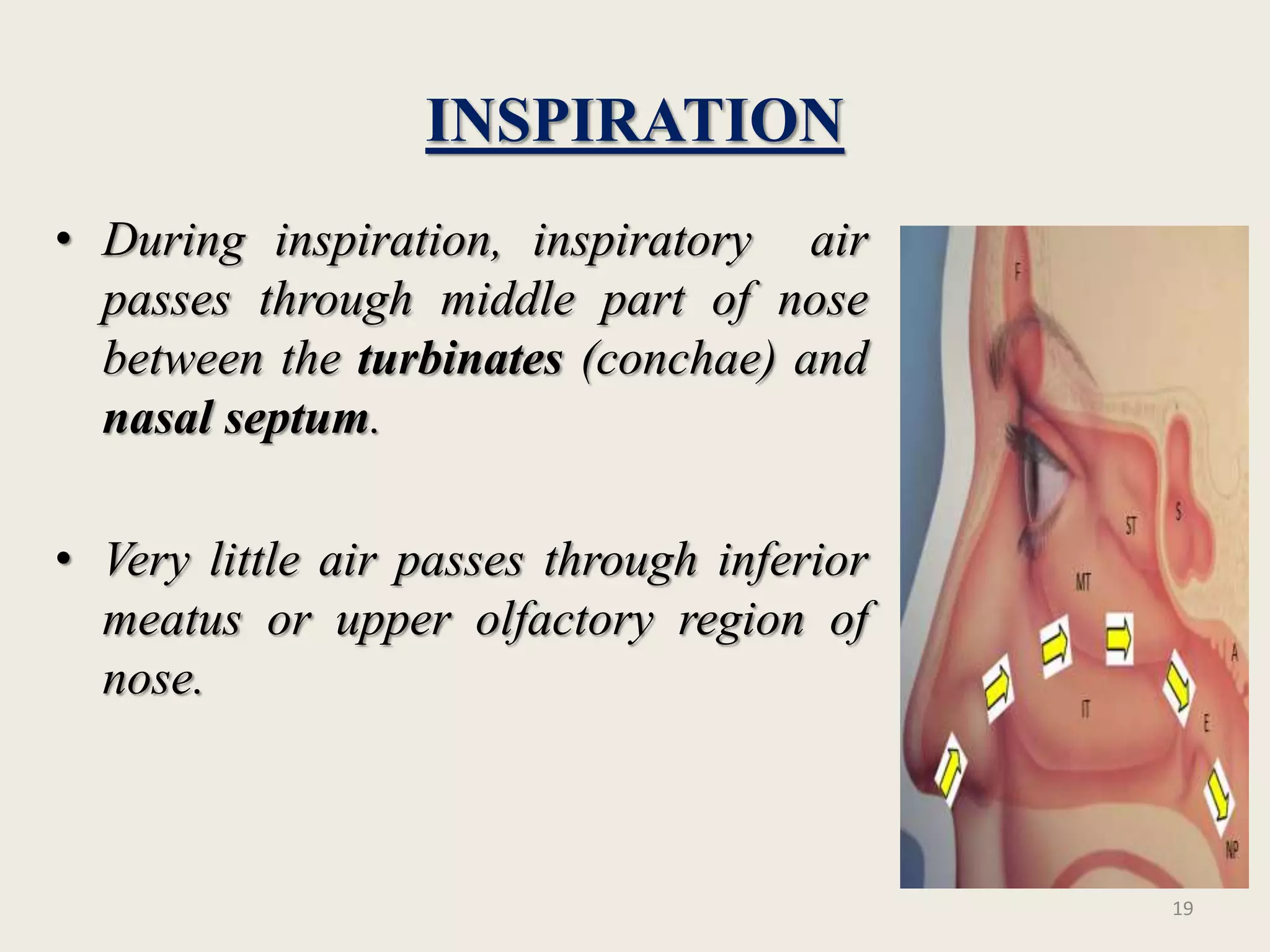 ANATOMY, PHYSIOLOGY & SIGNS SYMPTOMS CONGENITAL ANOMALIES OF NOSE AND ...