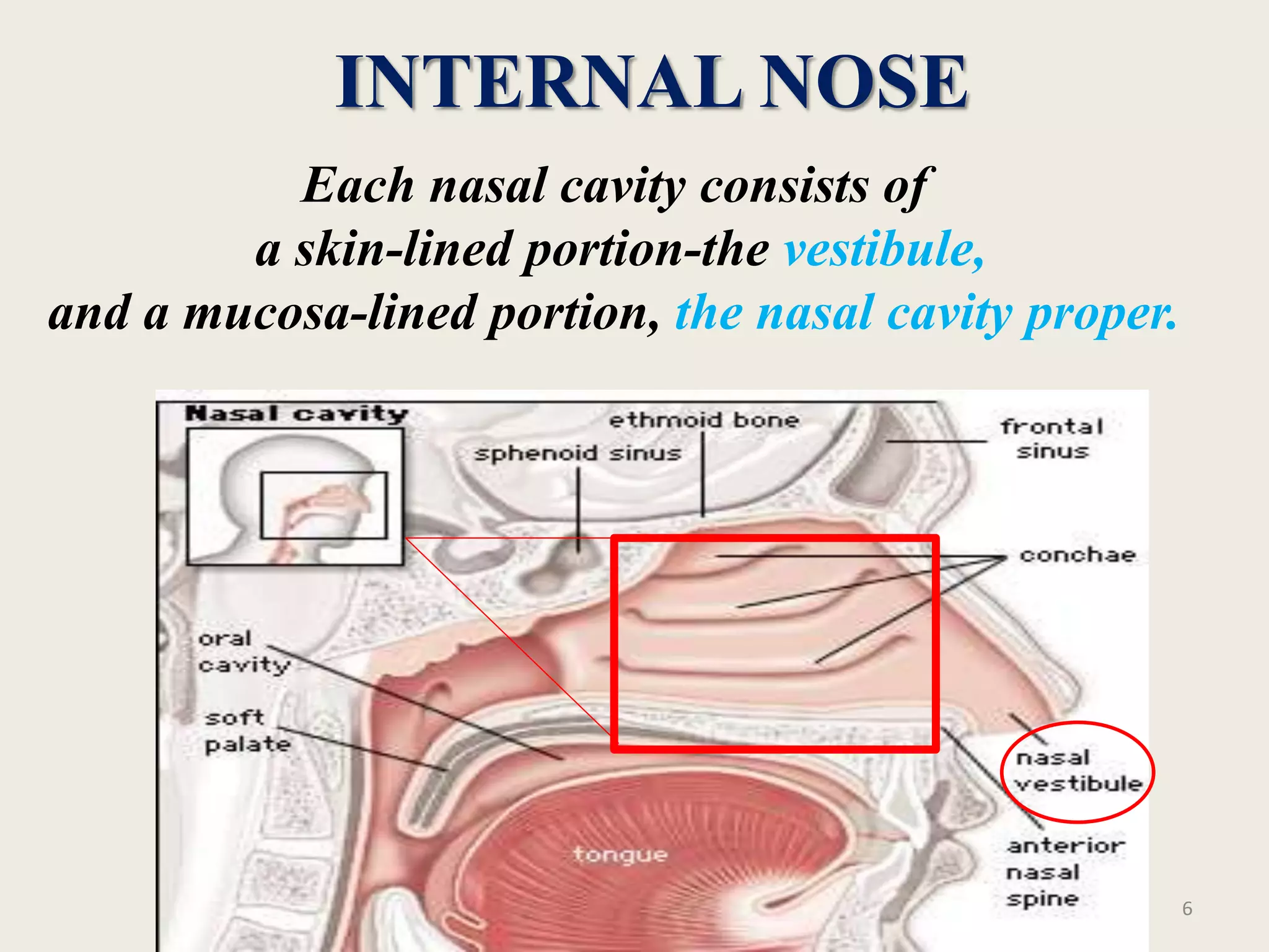 ANATOMY, PHYSIOLOGY & SIGNS SYMPTOMS CONGENITAL ANOMALIES OF NOSE AND ...