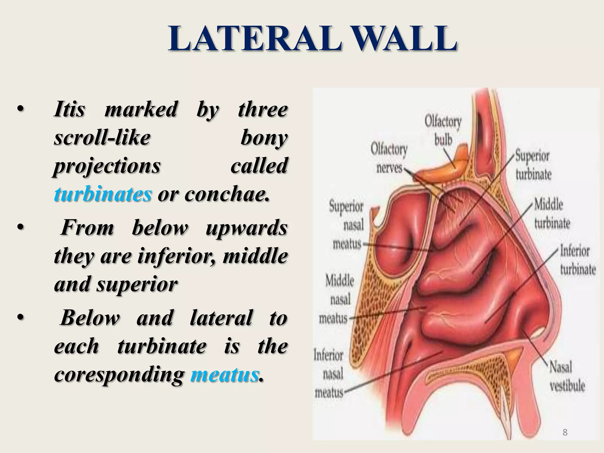 ANATOMY, PHYSIOLOGY & SIGNS SYMPTOMS CONGENITAL ANOMALIES OF NOSE AND ...
