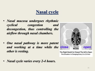 ANATOMY, PHYSIOLOGY & SIGNS SYMPTOMS CONGENITAL ANOMALIES OF NOSE AND ...