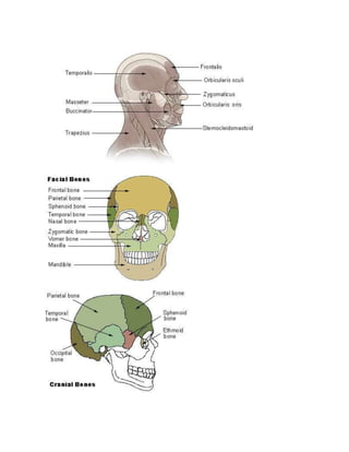 Anatomy picz | PDF