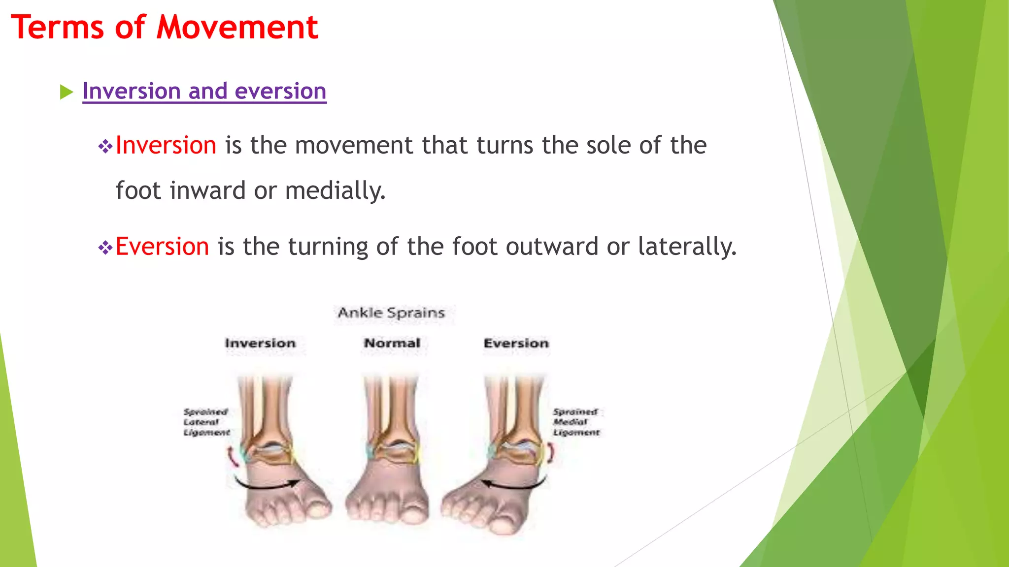 Anatomy (planes and Terms).pptx