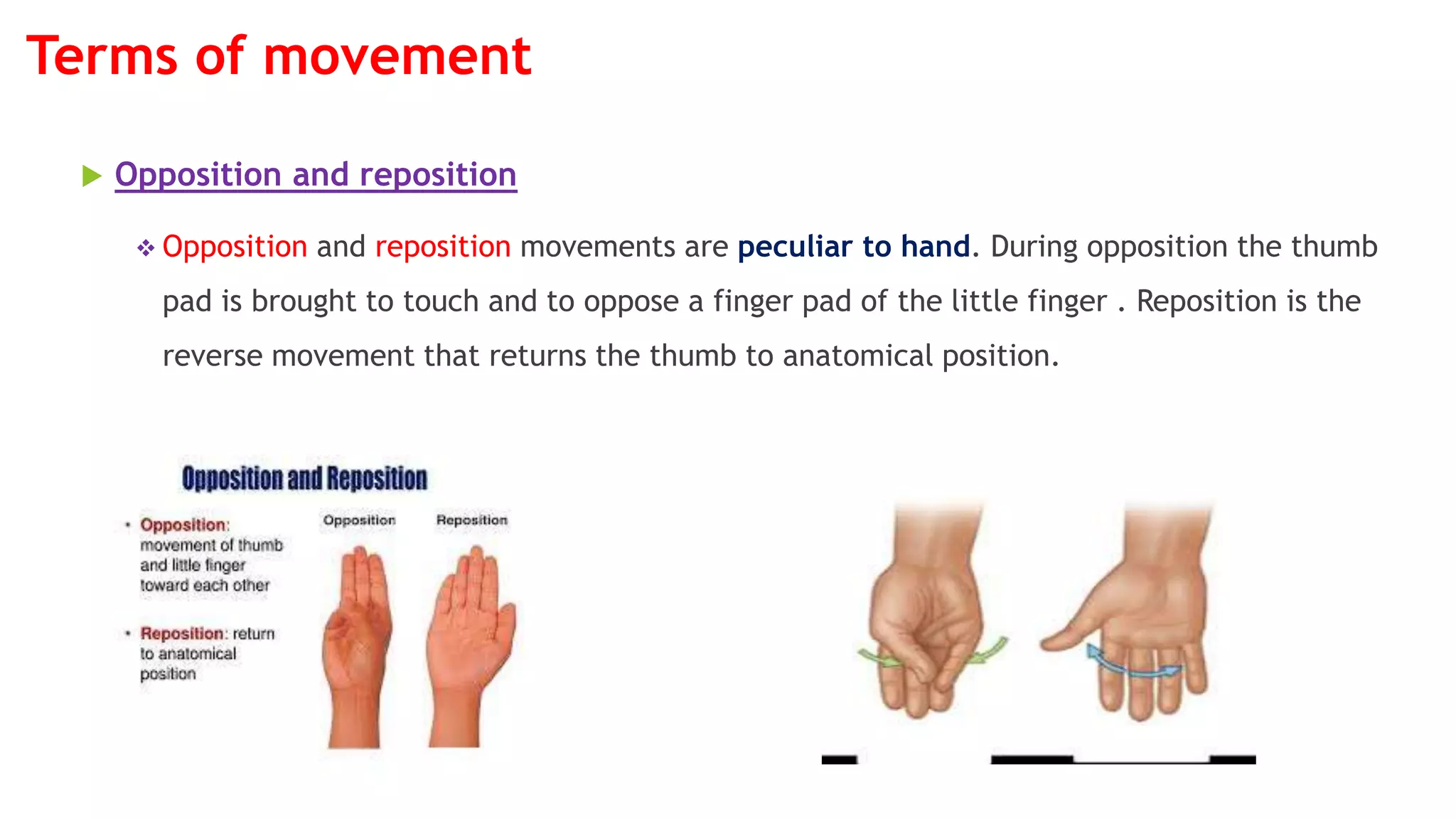 Anatomy (planes and Terms).pptx