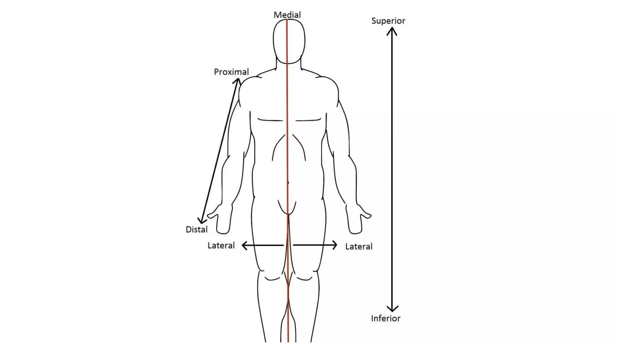 Anatomy (planes and Terms).pptx
