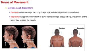 Anatomy (planes and Terms).pptx