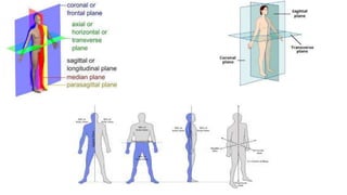 Anatomy (planes and Terms).pptx