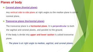 Anatomy (planes and Terms).pptx