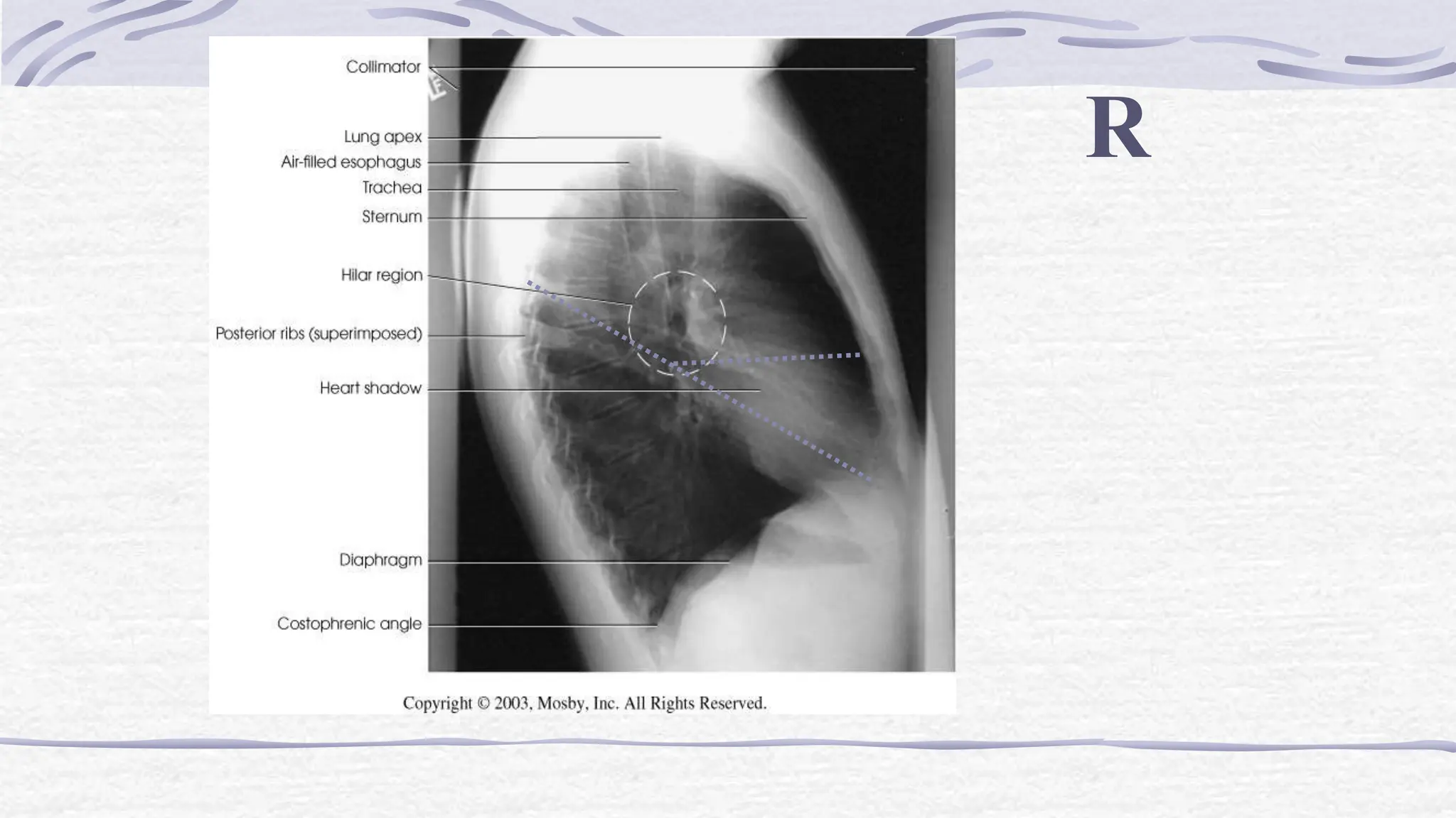 anatomy thorax human title radiologi positioning | PPTX