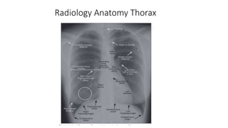 anatomy thorax human title radiologi positioning | PPTX