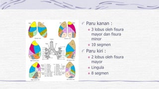 anatomy thorax human title radiologi positioning | PPTX