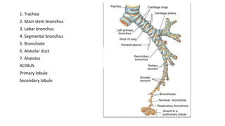 anatomy thorax human title radiologi positioning | PPTX