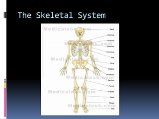 Anatomy powerpoint | PPTX