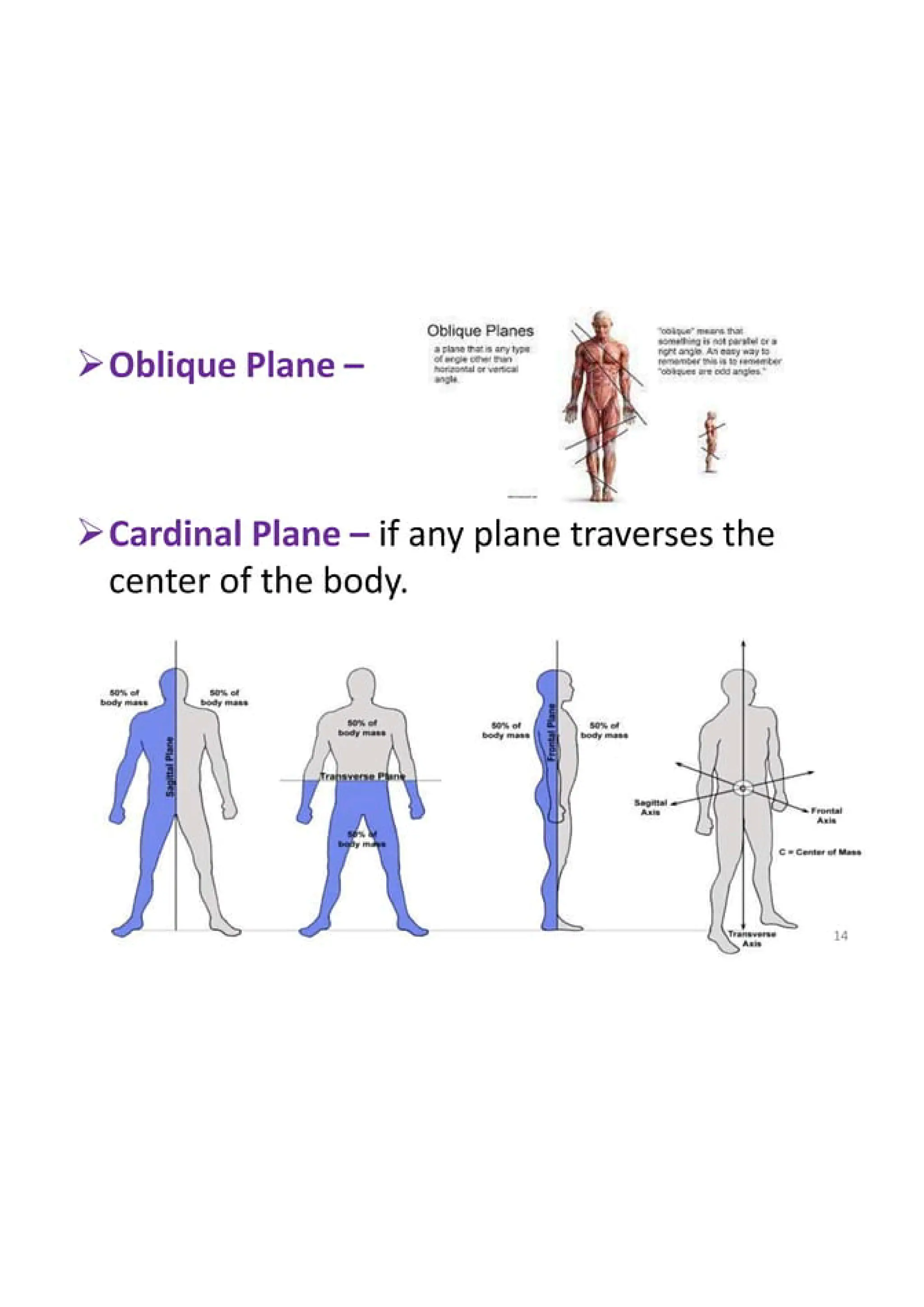 anatomy pdf note. Learn human body & bones | PDF | Free Download