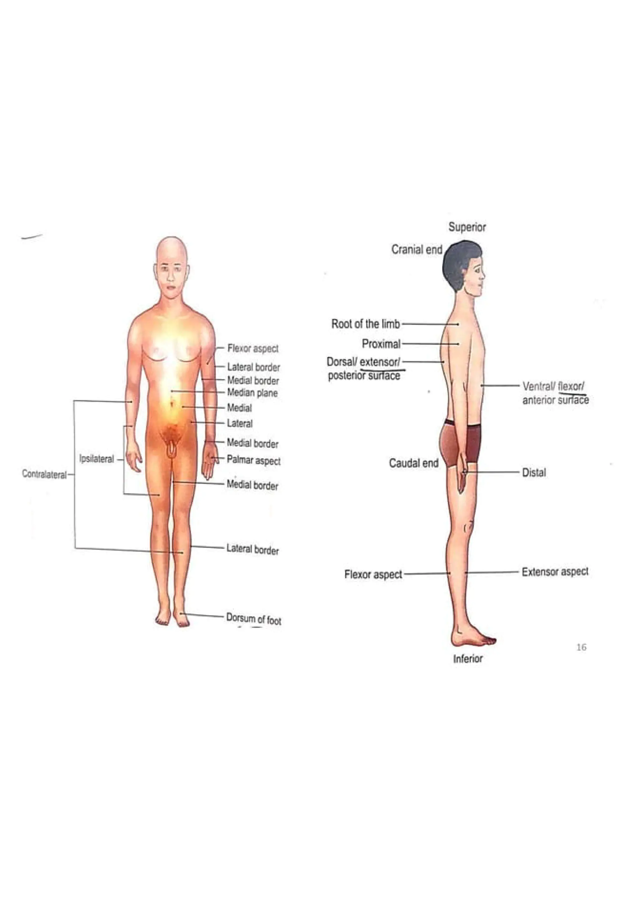 anatomy pdf note. Learn human body & bones | PDF | Free Download