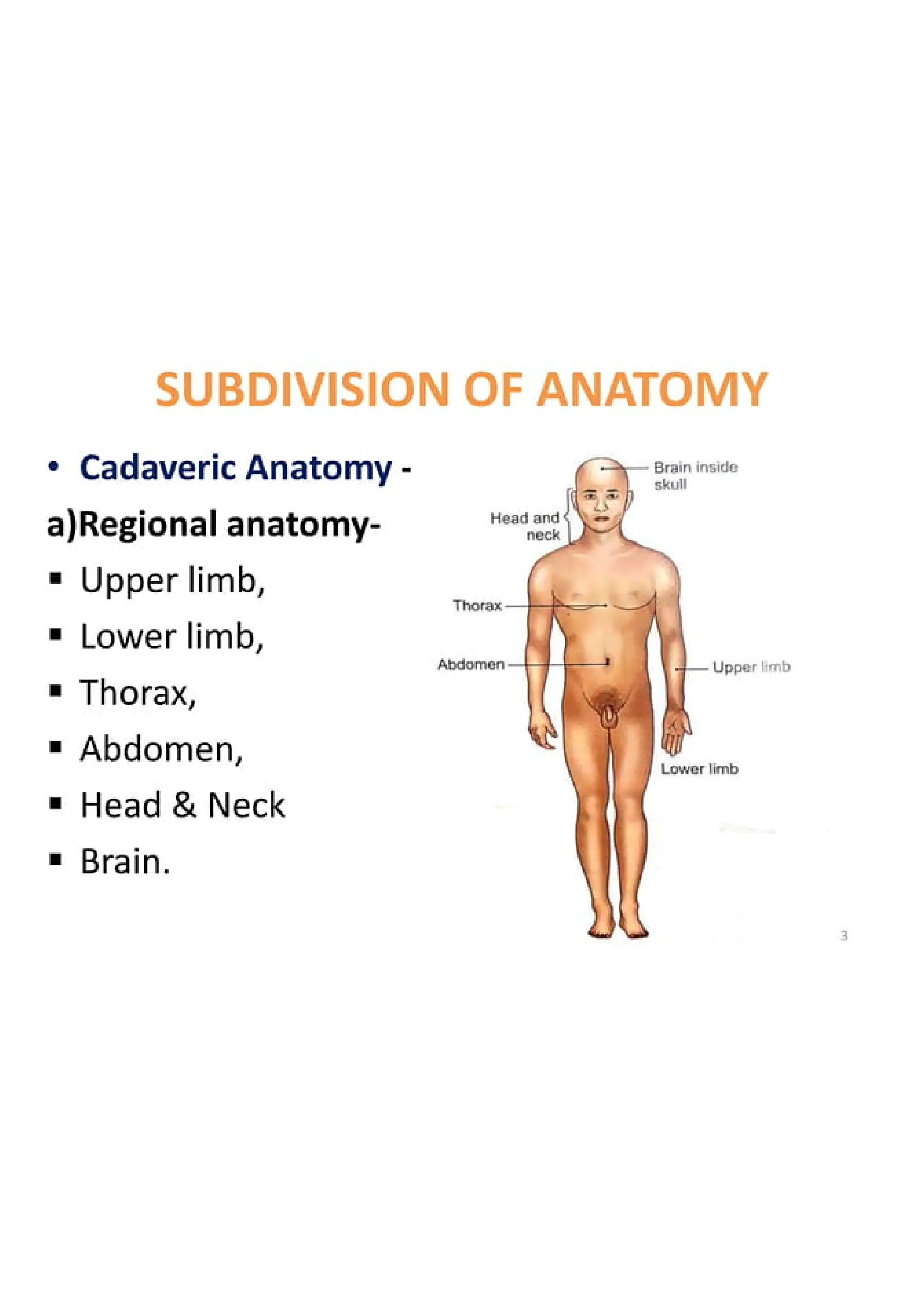 anatomy pdf note. Learn human body & bones | PDF