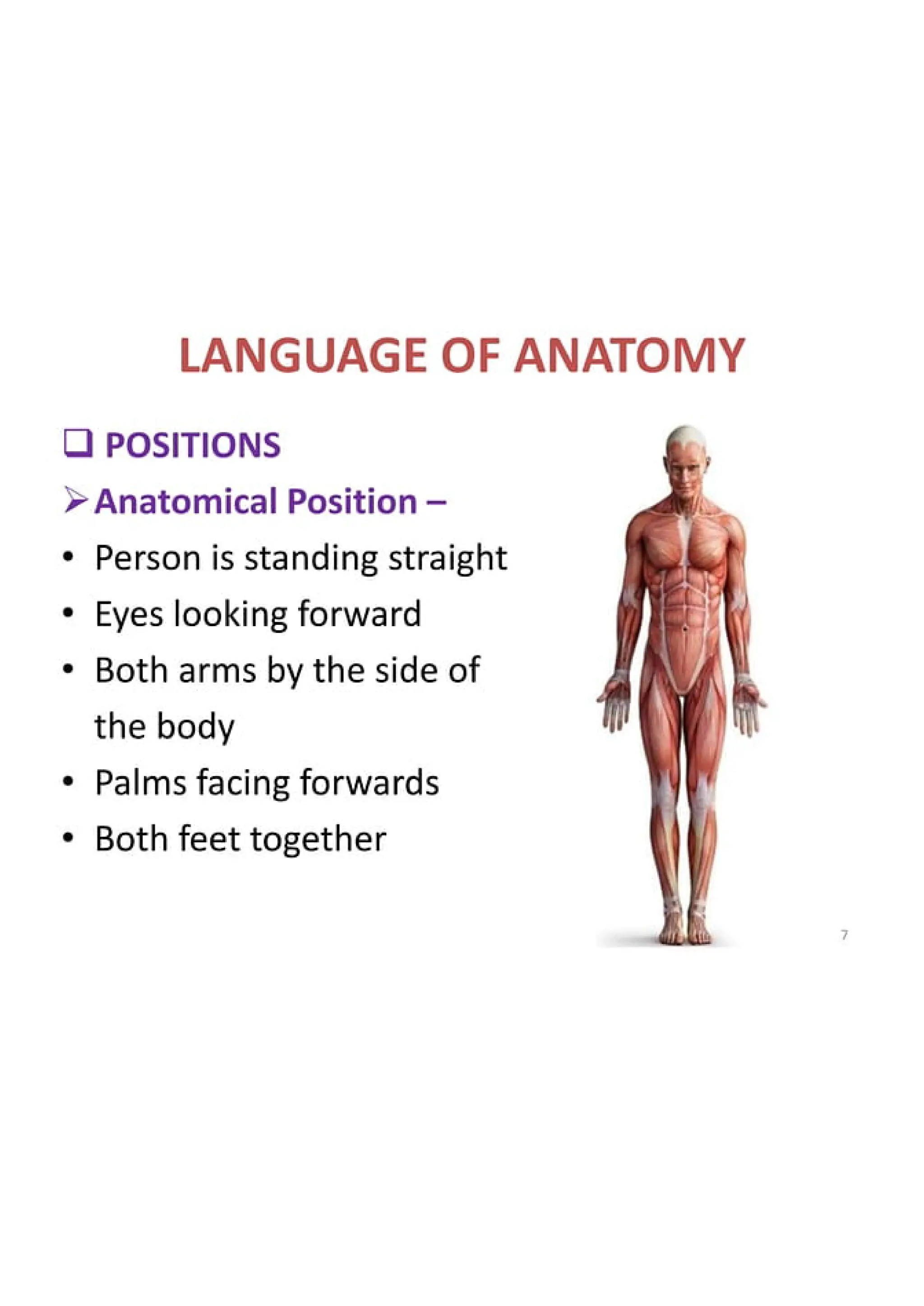 anatomy pdf note. Learn human body & bones | PDF | Free Download
