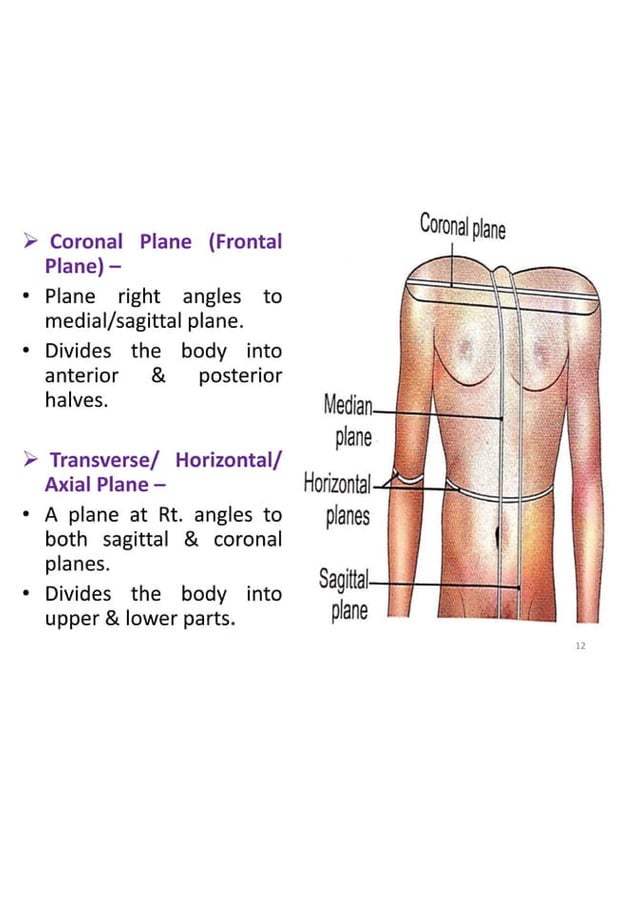 anatomy pdf note. Learn human body & bones | PDF