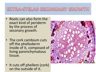 Secondary growth in plant roots | PPTX