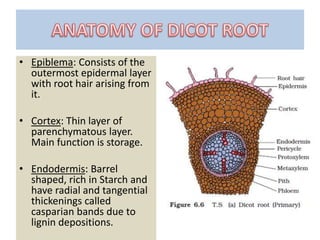 Secondary growth in plant roots | PPTX