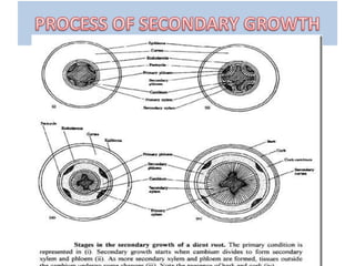 Secondary growth in plant roots | PPTX