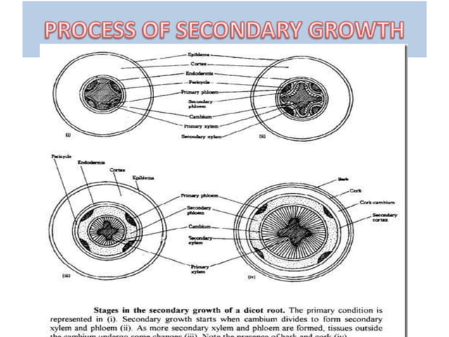 Secondary growth in plant roots