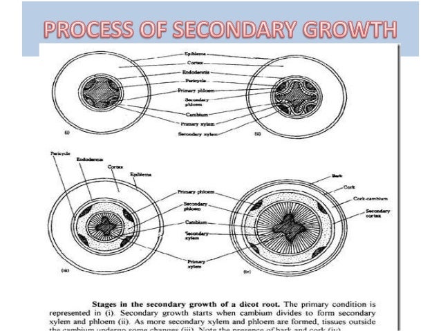 Secondary growth in plant roots