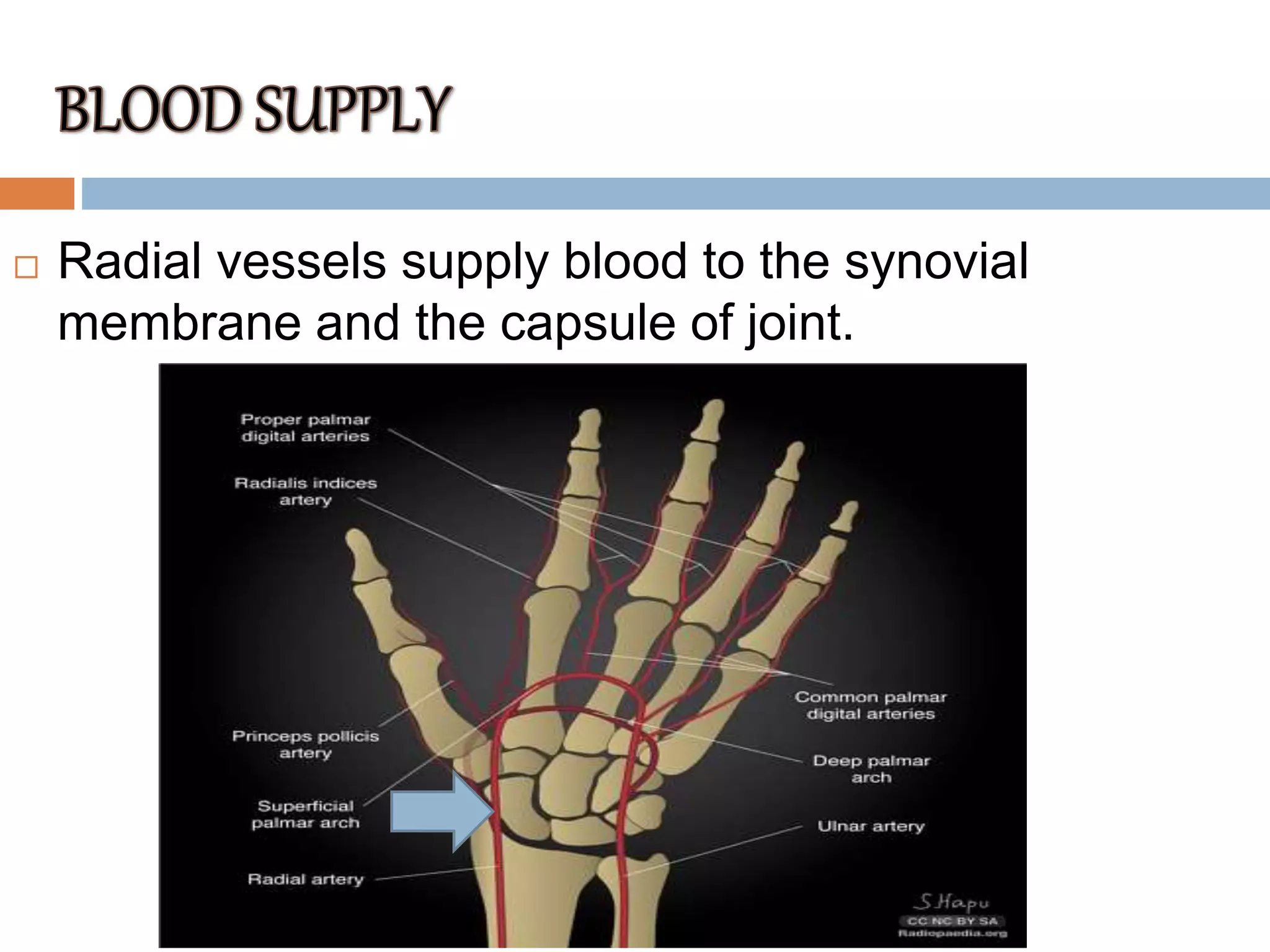 CARPOMETACARPAL JOINTS | PPTX