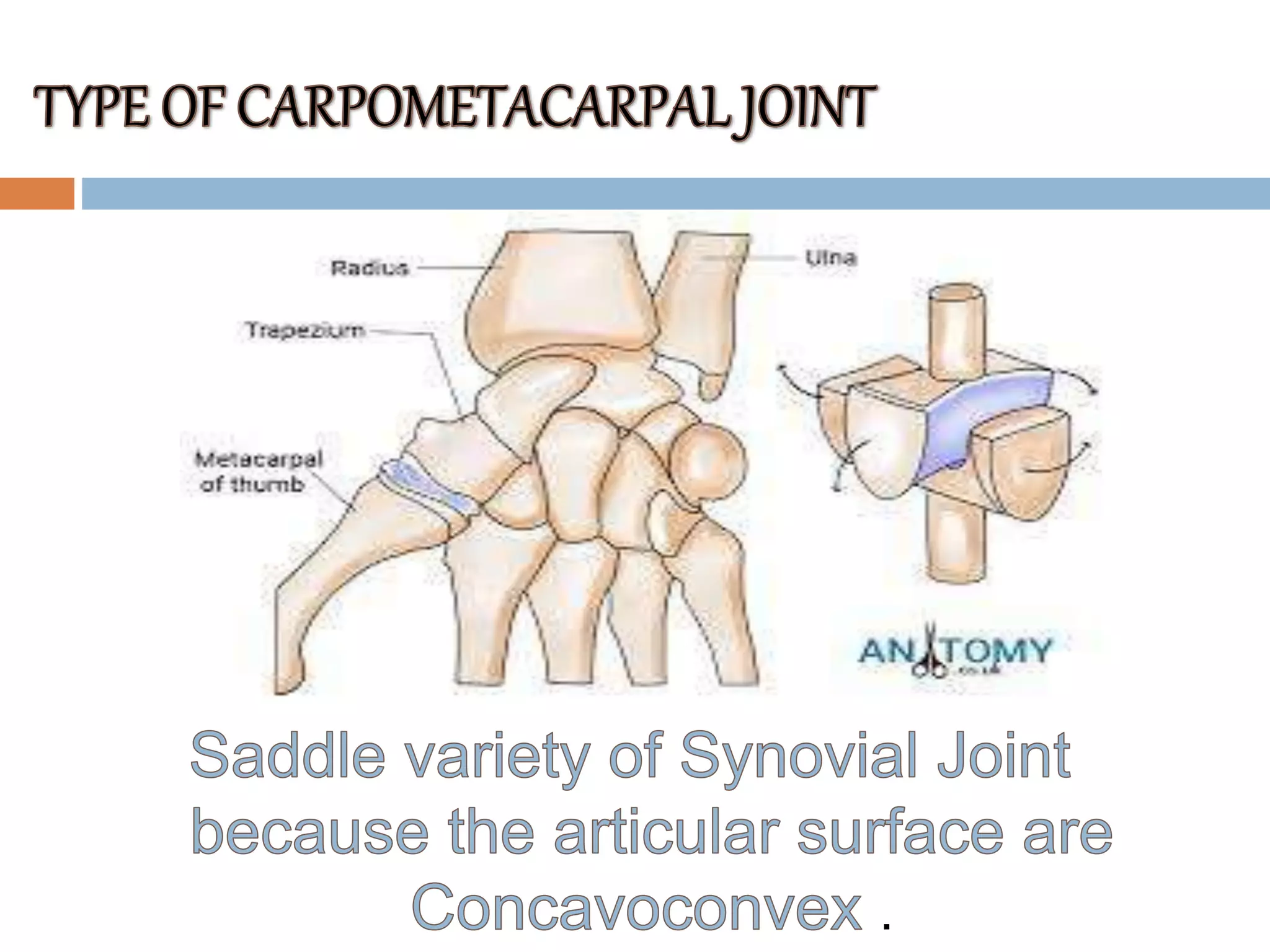 CARPOMETACARPAL JOINTS | PPTX