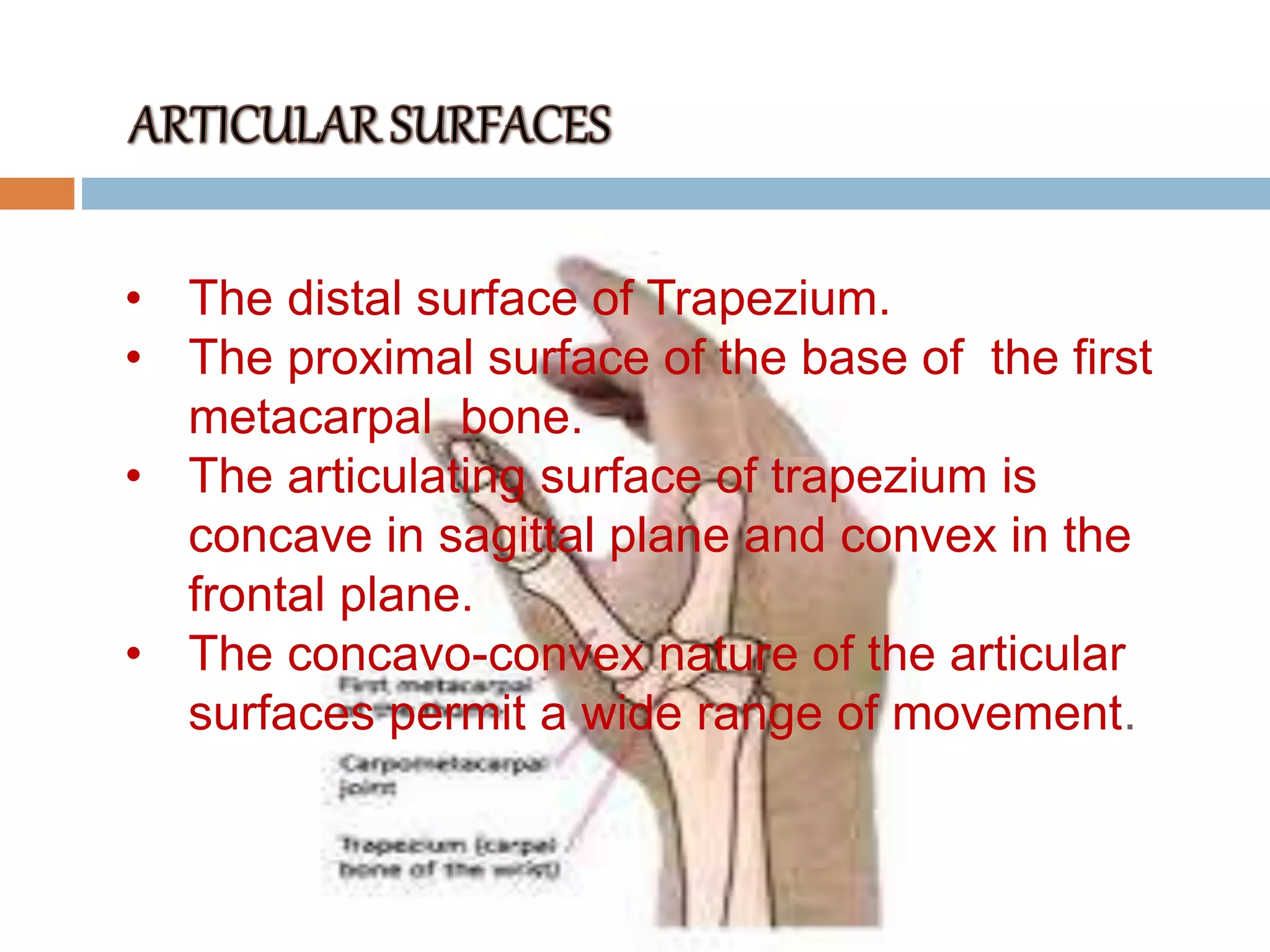 CARPOMETACARPAL JOINTS | PPTX