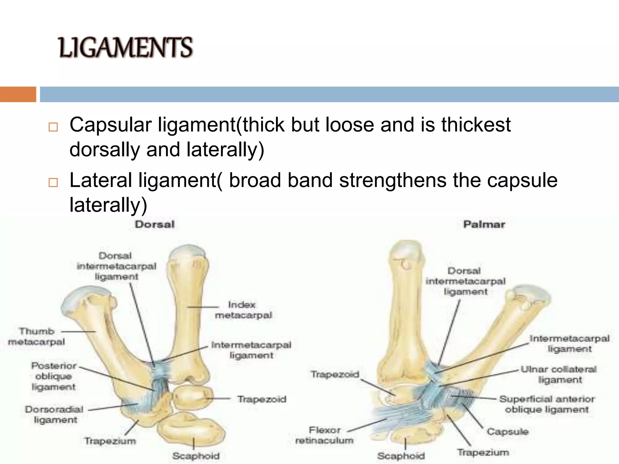 Carpometacarpal Joints Pptx