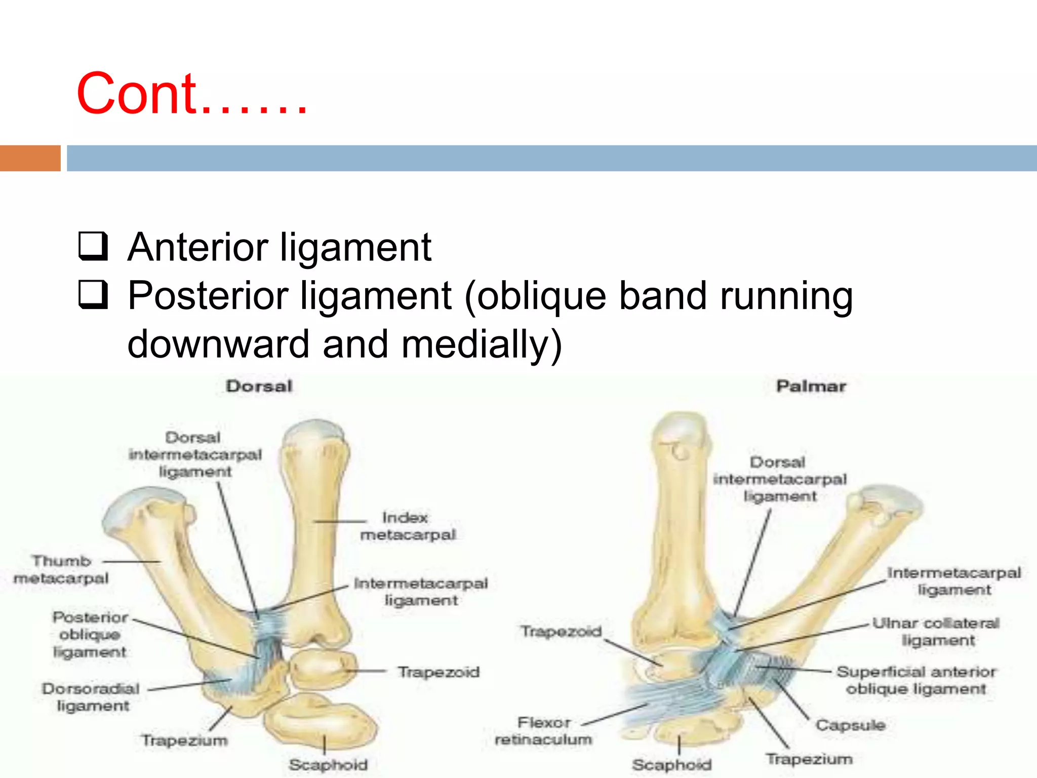 Carpometacarpal Joints Pptx