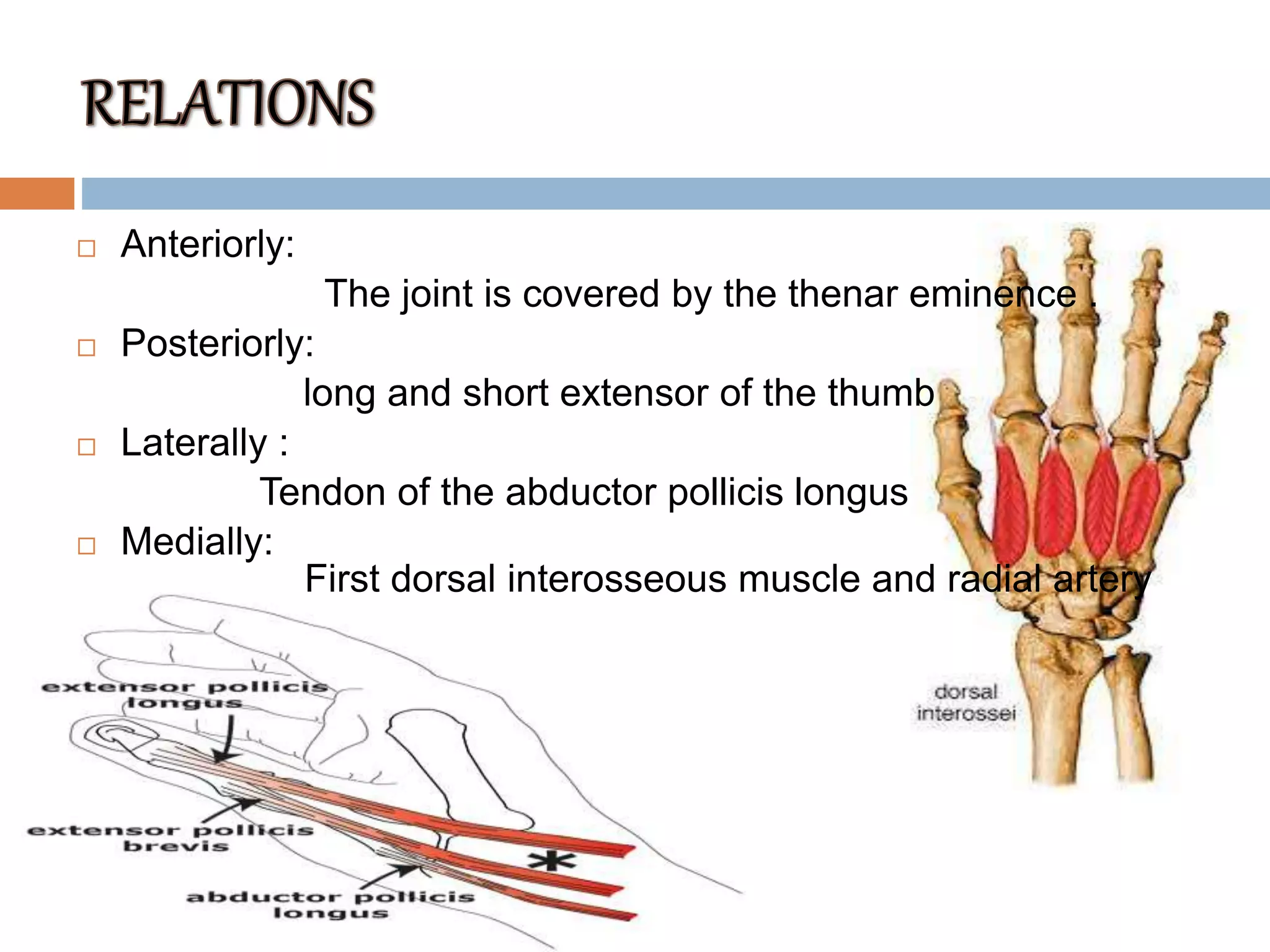 CARPOMETACARPAL JOINTS | PPTX